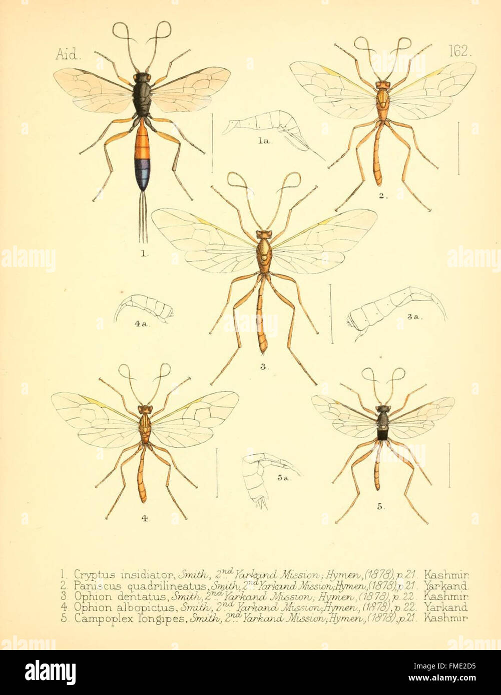 Plate 162 from 'Aid to the Identification of Insects' features detailed ...