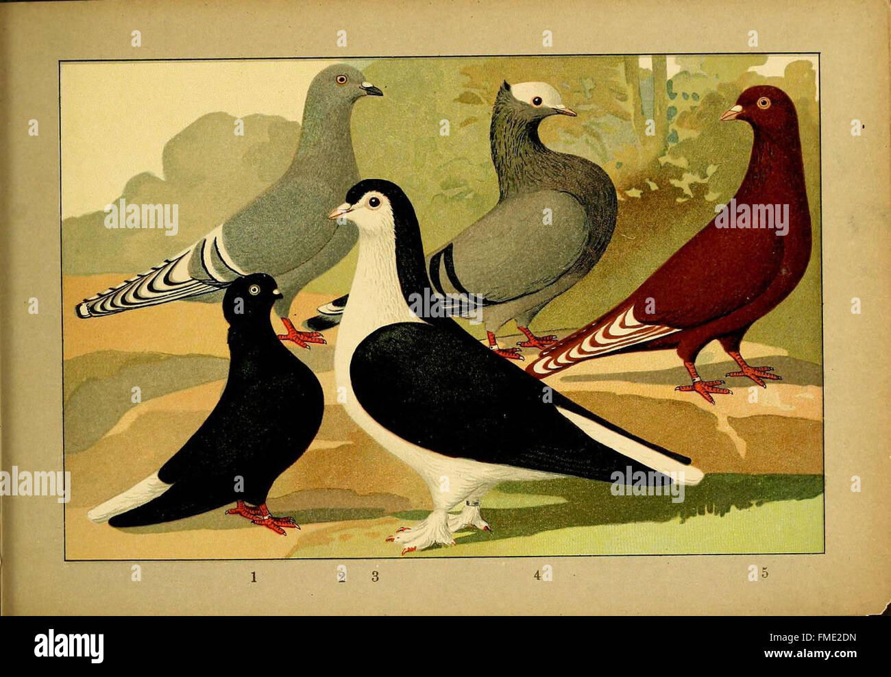 Classification within avian species hi-res stock photography and images - Alamy