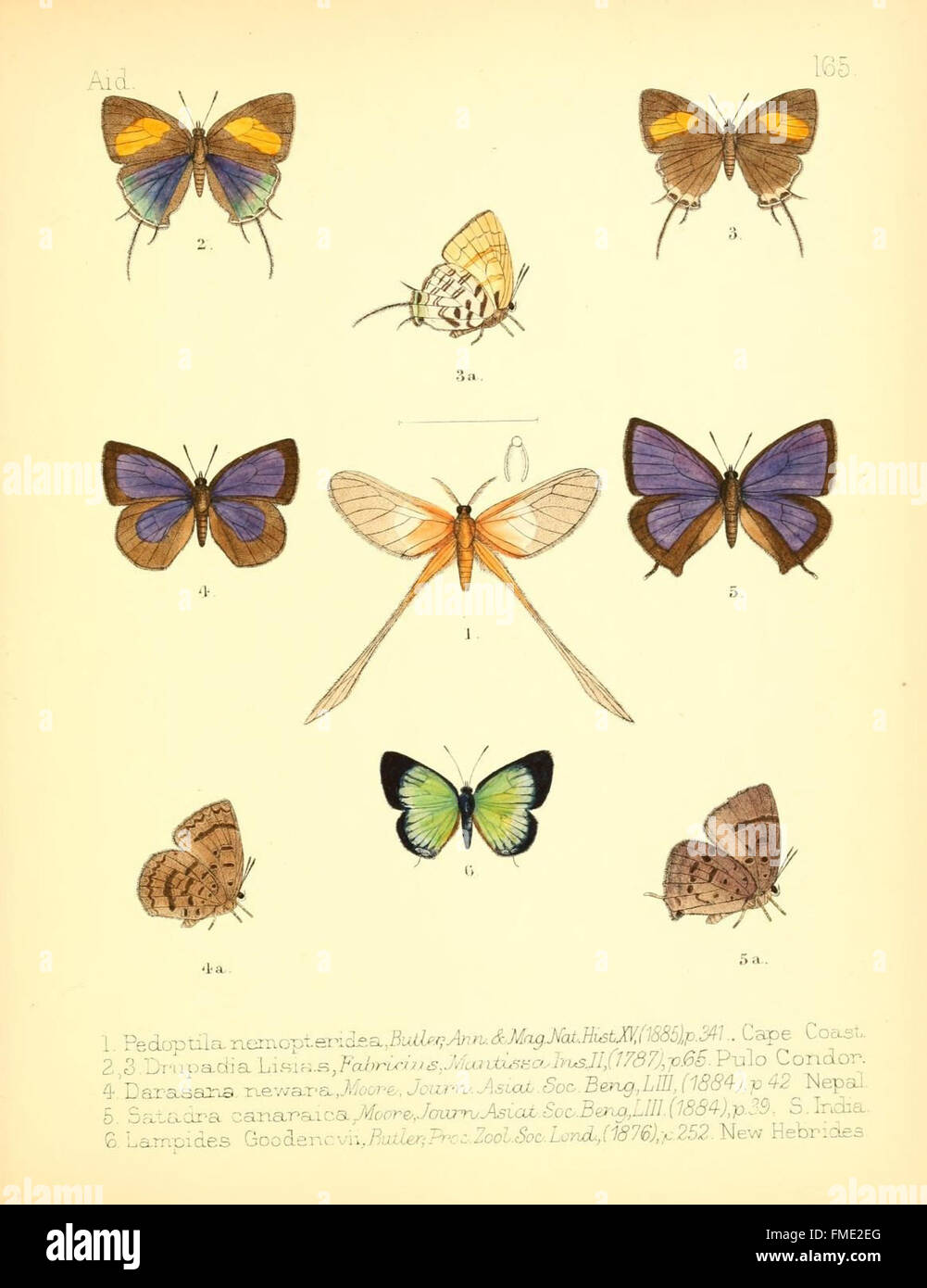 Plate 165 from 'Aid to the Identification of Insects' offers detailed ...