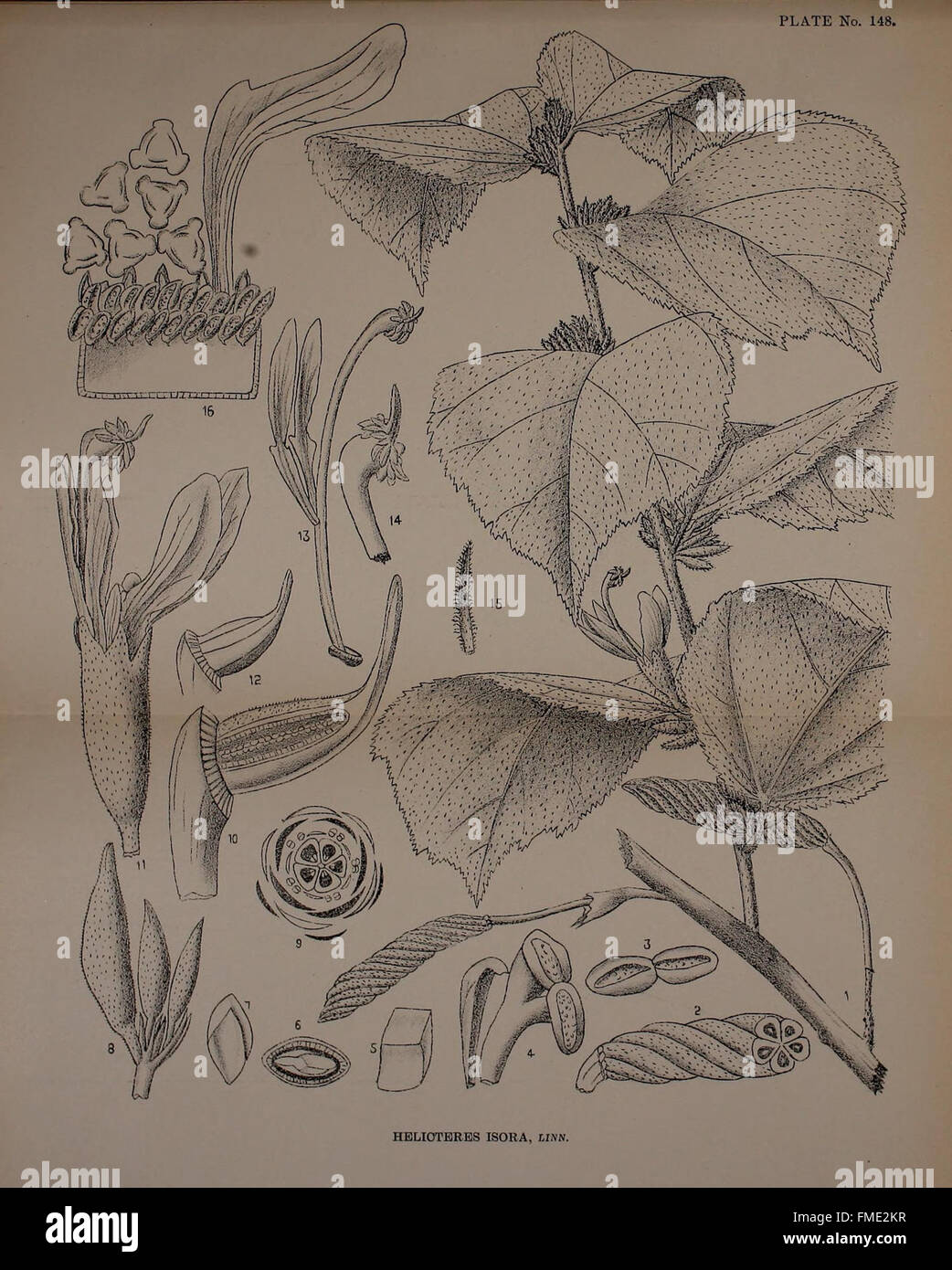 This plate from a botanical study of Indian medicinal plants highlights ...