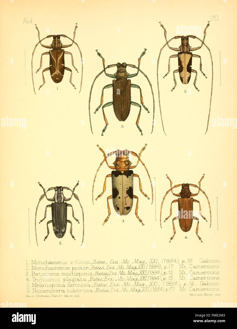 This plate from a reference work on entomology aids in the ...