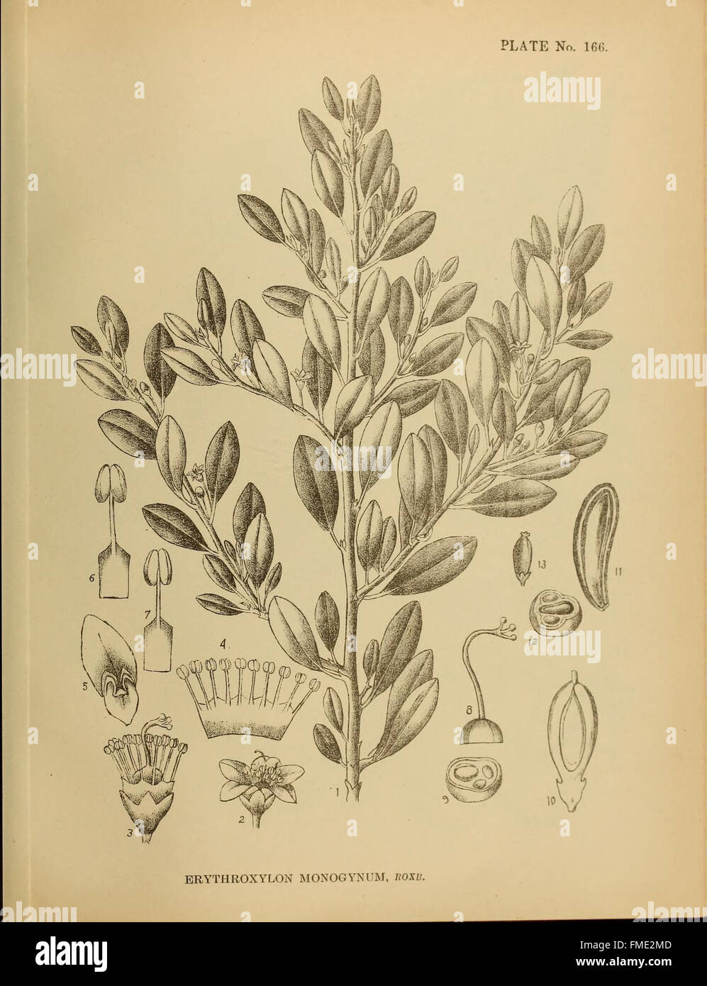 Plate 166 from *Indian Medicinal Plants* features additional plants ...