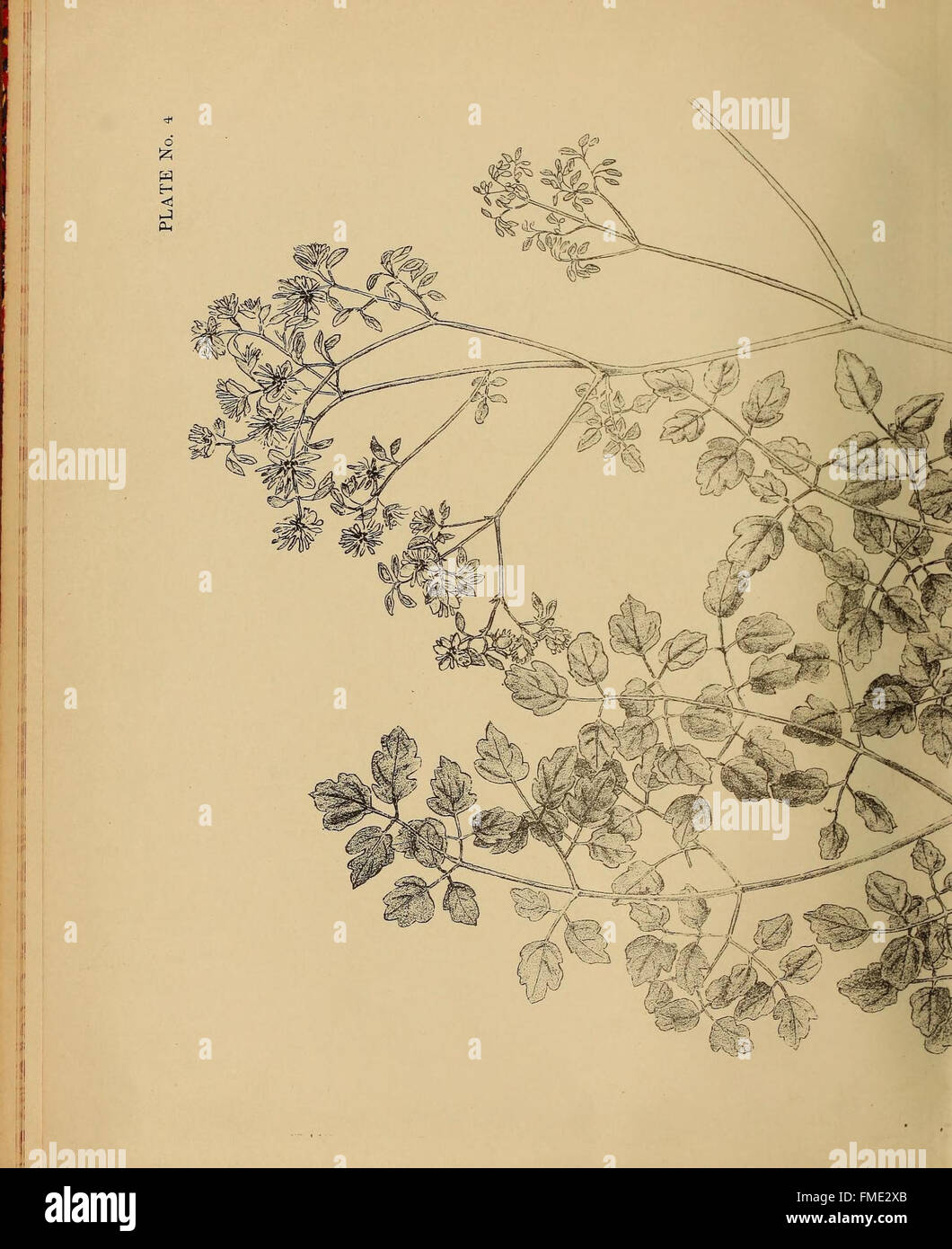 Detailed depictions of various plants hi-res stock photography and ...