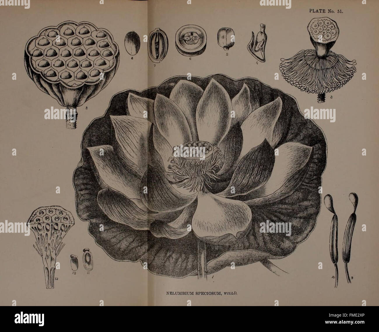 Plate 51 from 'Indian Medicinal Plants' depicts various plants native ...
