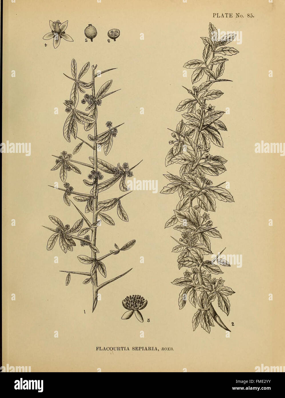 Plate 85 from *Indian Medicinal Plants* illustrates plants used in ...
