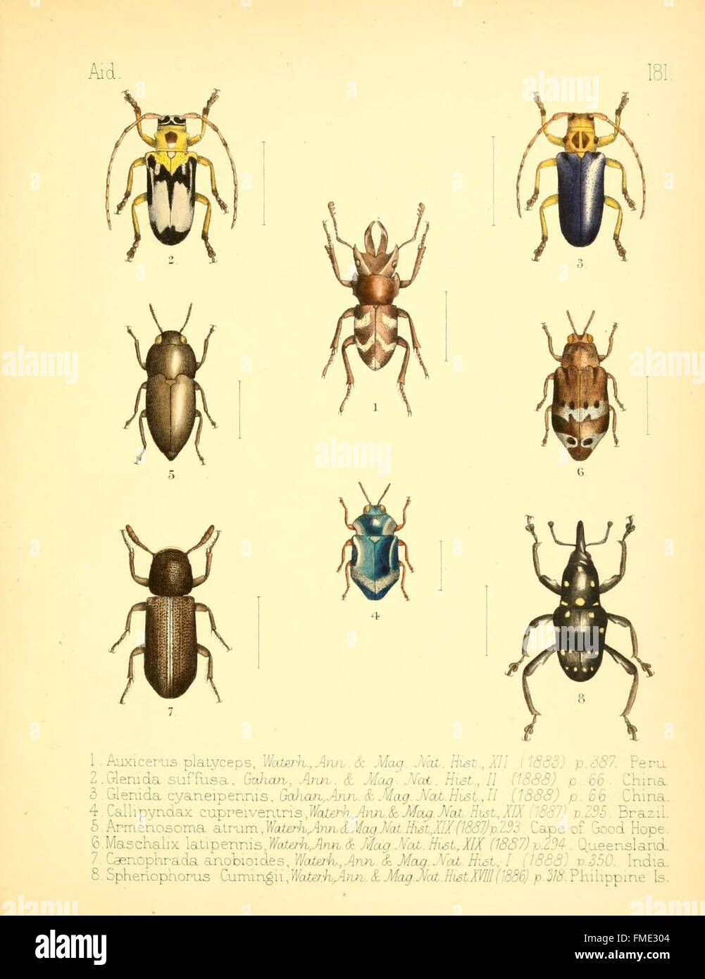 An illustration from 'Aid to the Identification of Insects', showcasing ...