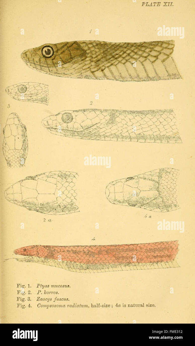 Plate XII of *Indian Snakes* illustrates various species of snakes ...