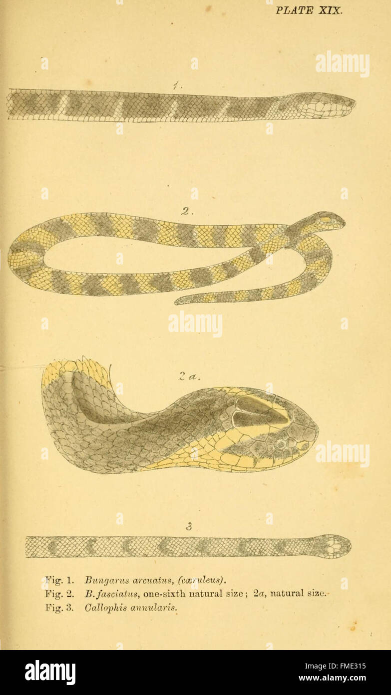 Plate XIX from 'Indian Snakes' features illustrations and descriptions ...