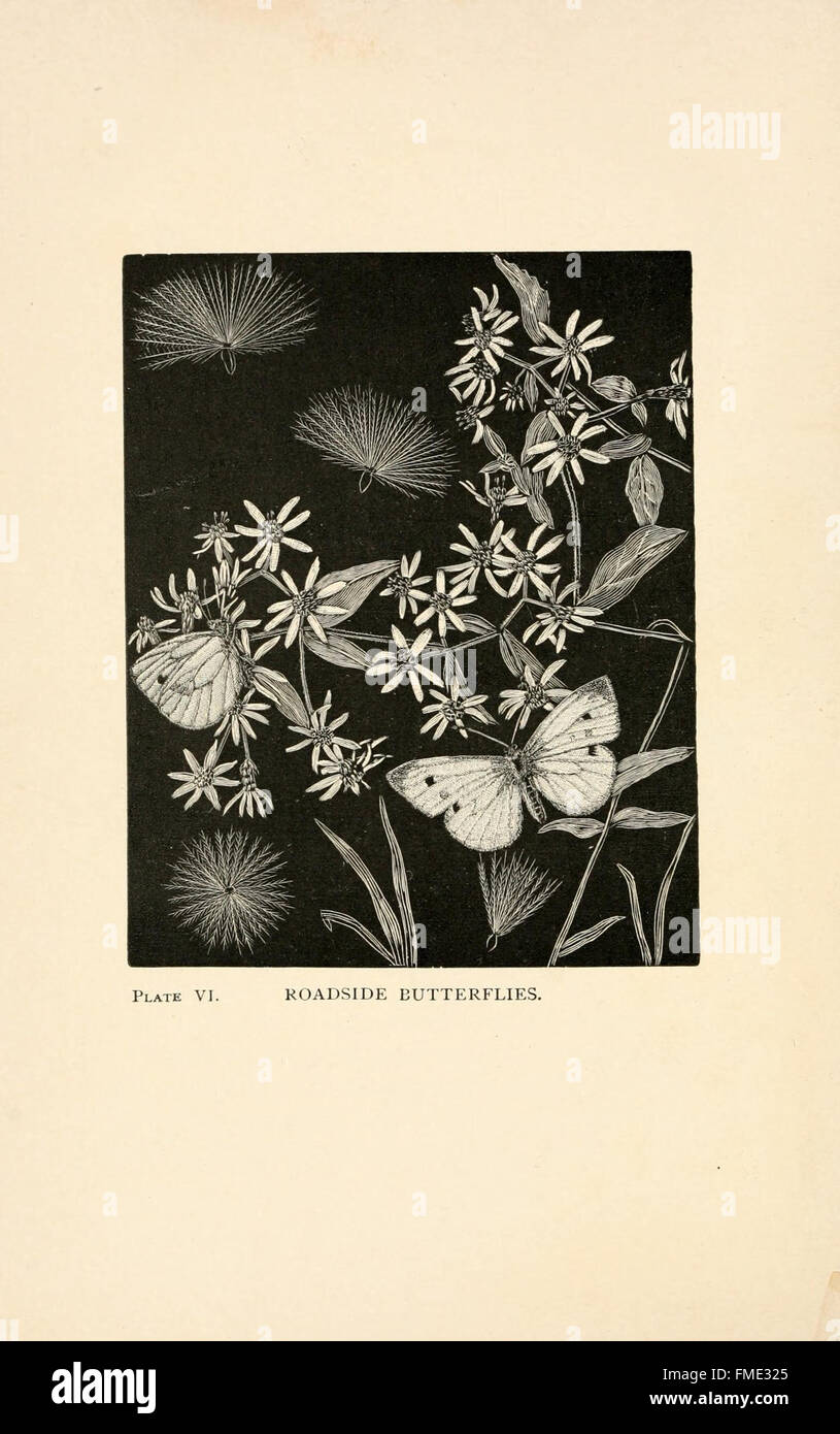 Plate VI from 'Insect Life' features detailed depictions of various ...