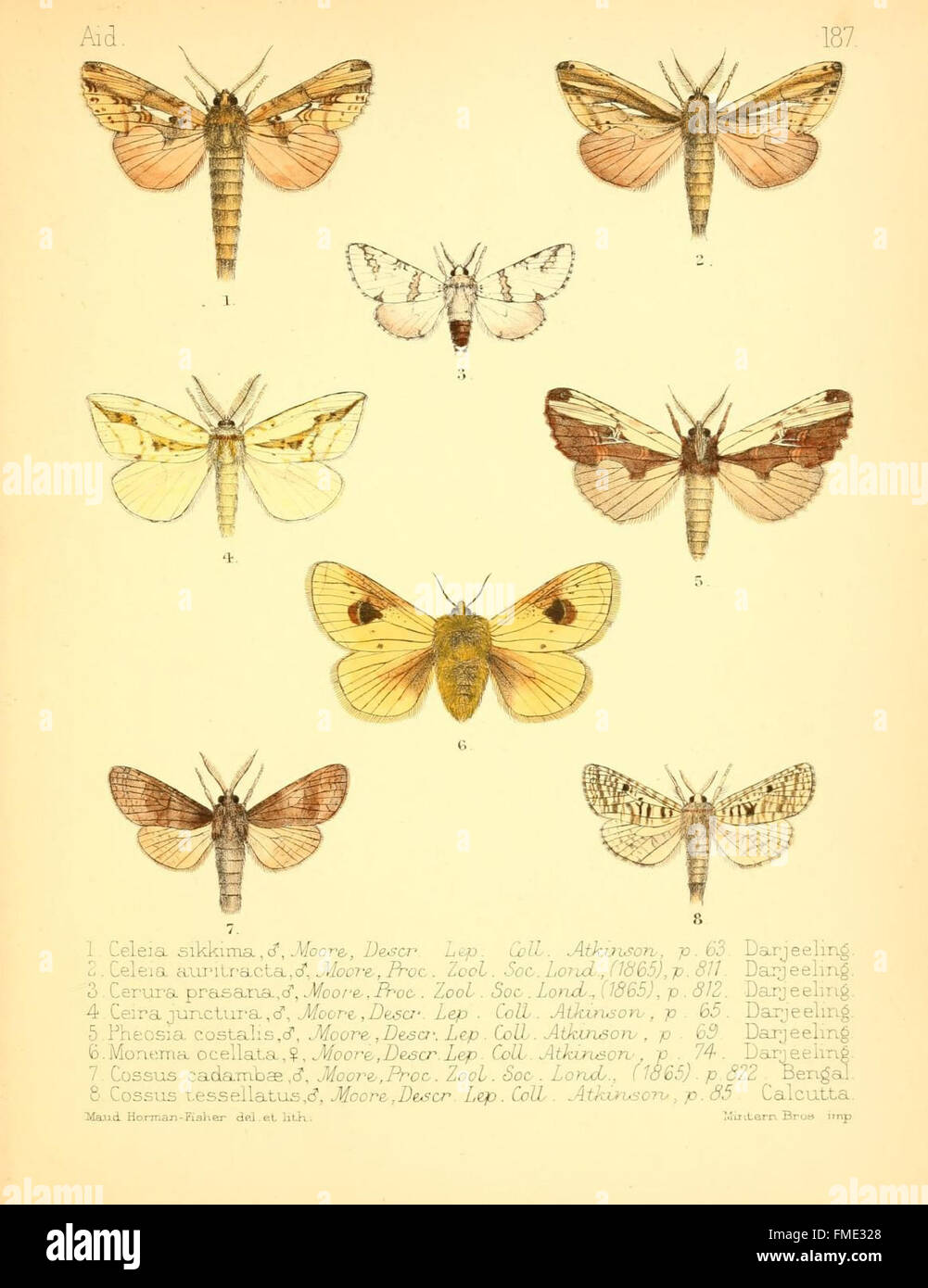 Plate 187 from 'Aid to the Identification of Insects' offers detailed ...
