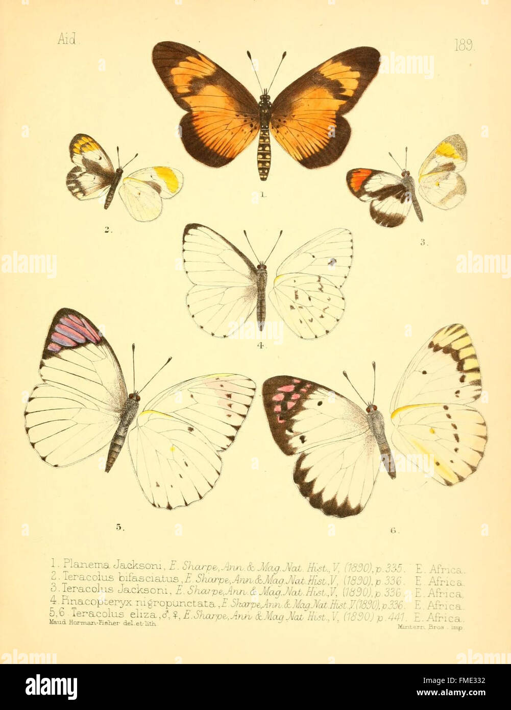 'Aid to the Identification of Insects' provides detailed illustrations ...