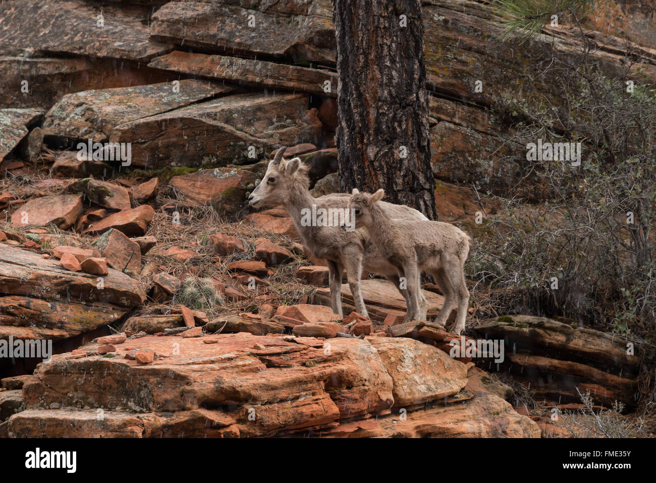 Bighorn sheep lamb yearling hi-res stock photography and images - Alamy