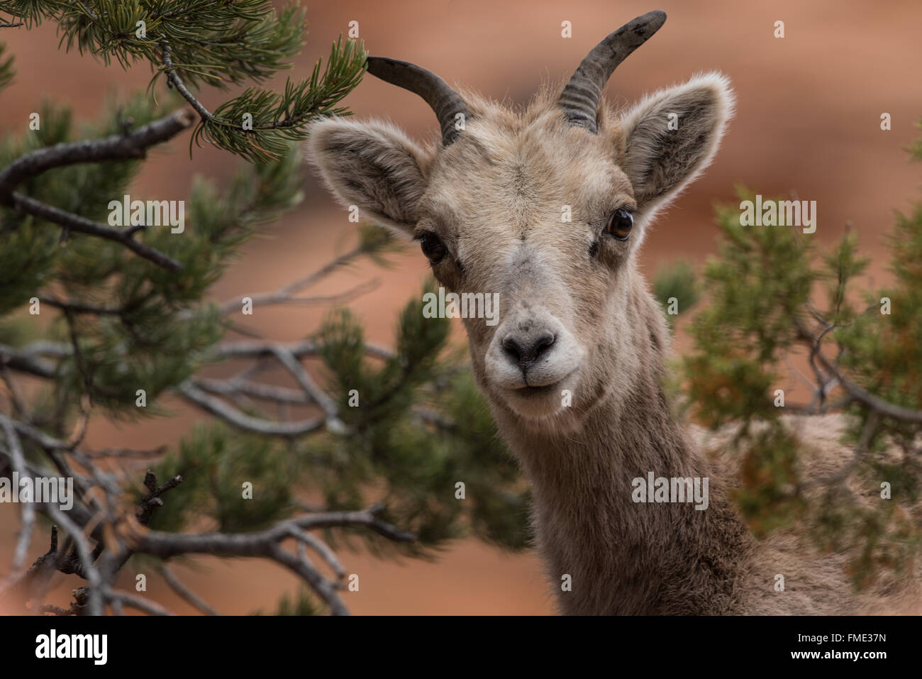 Desert bighorn sheep ewe, Zion National Park, Utah Stock Photo - Alamy