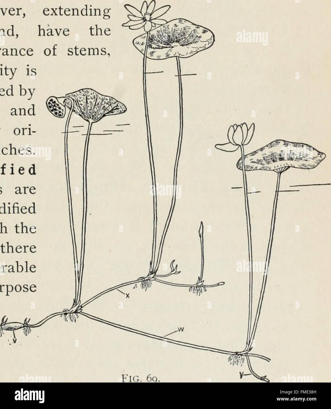 'Introduction to Botany' (1902) is a foundational text that covers the ...