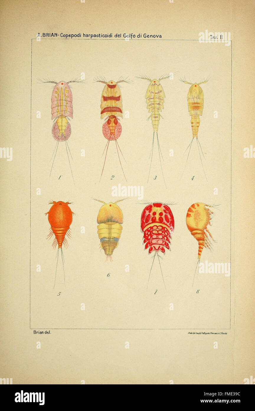 This plate from 'I Copepodi Harpacticoidi' illustrates harpacticoid ...