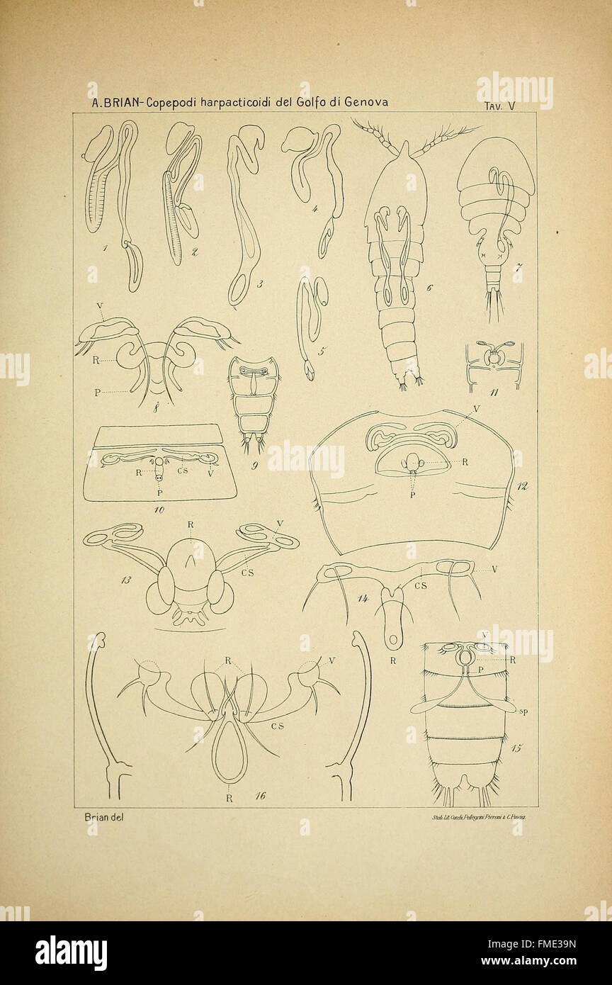 Tav. V from 'I Copepodi Harpacticoidi del Golfo di Genova' presents a ...
