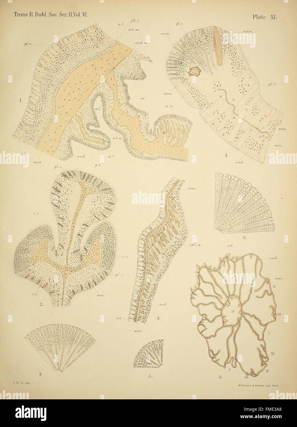 This plate features illustrations of the species of Actiniaria found in ...