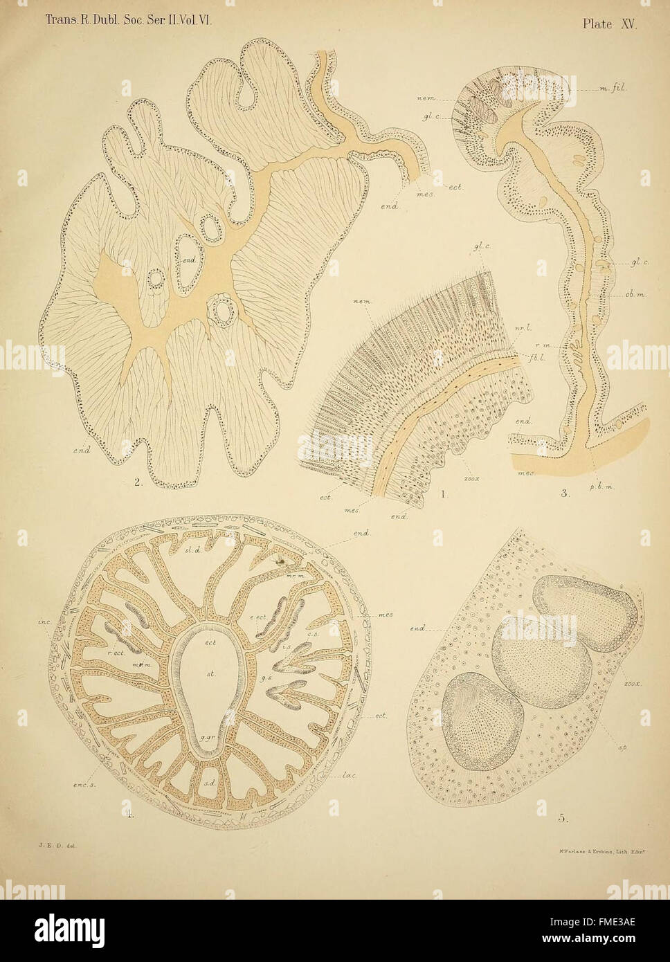 Various species of actiniaria hi-res stock photography and images - Alamy