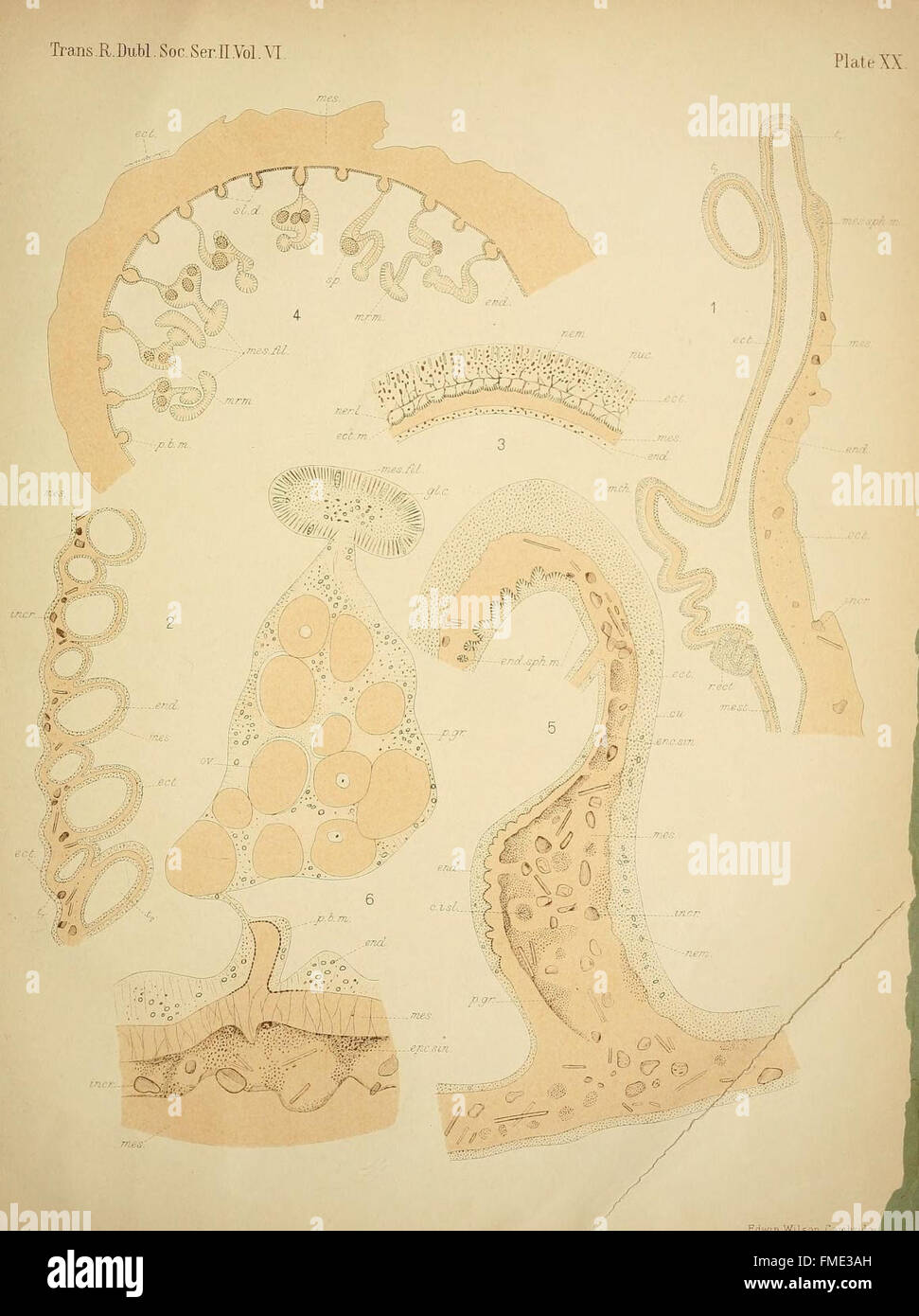 Jamaican actiniaria hi-res stock photography and images - Alamy