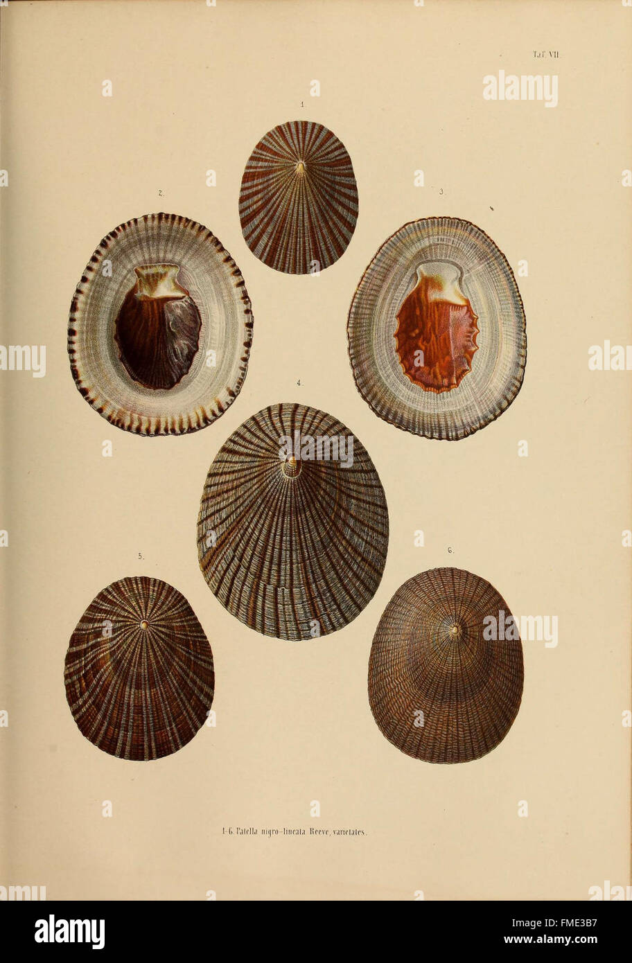 *Japanische Meeres-Conchylien* (Plate VII) showcases a variety of ...