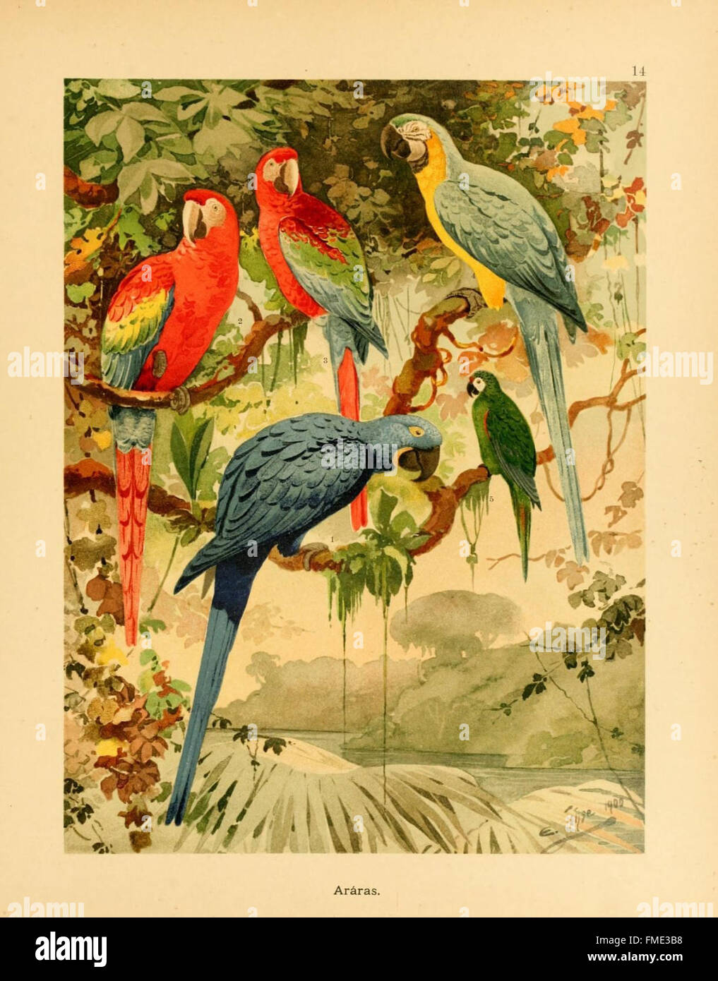 Plate 14 from 'Album de Aves Amazonicas' features a collection of bird ...