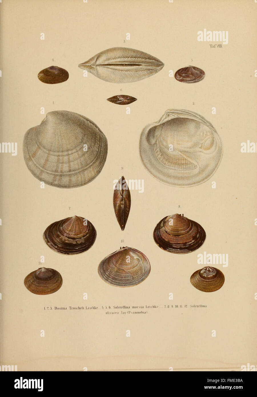 Plate VIII from 'Japanische Meeres-Conchylien' presents various marine ...