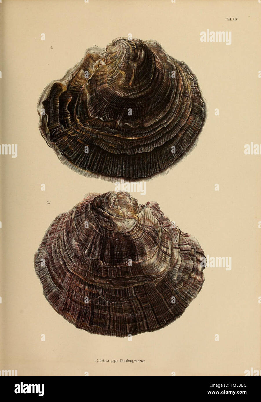 'Japanische Meeres-Conchylien' (Japanese Marine Shells) Plate XIV ...