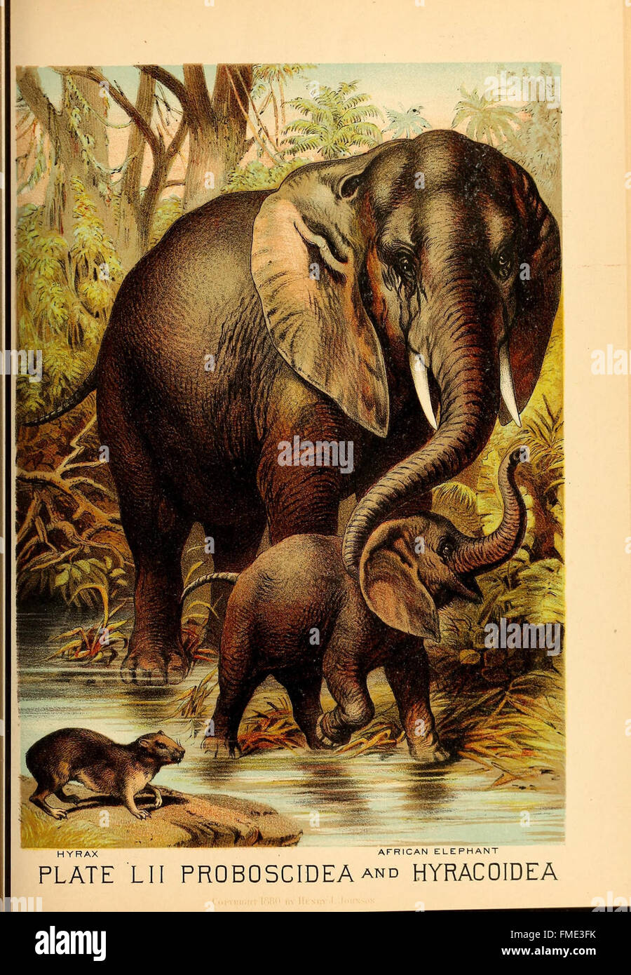 Johnson's household book of nature (Plate LII Stock Photo - Alamy