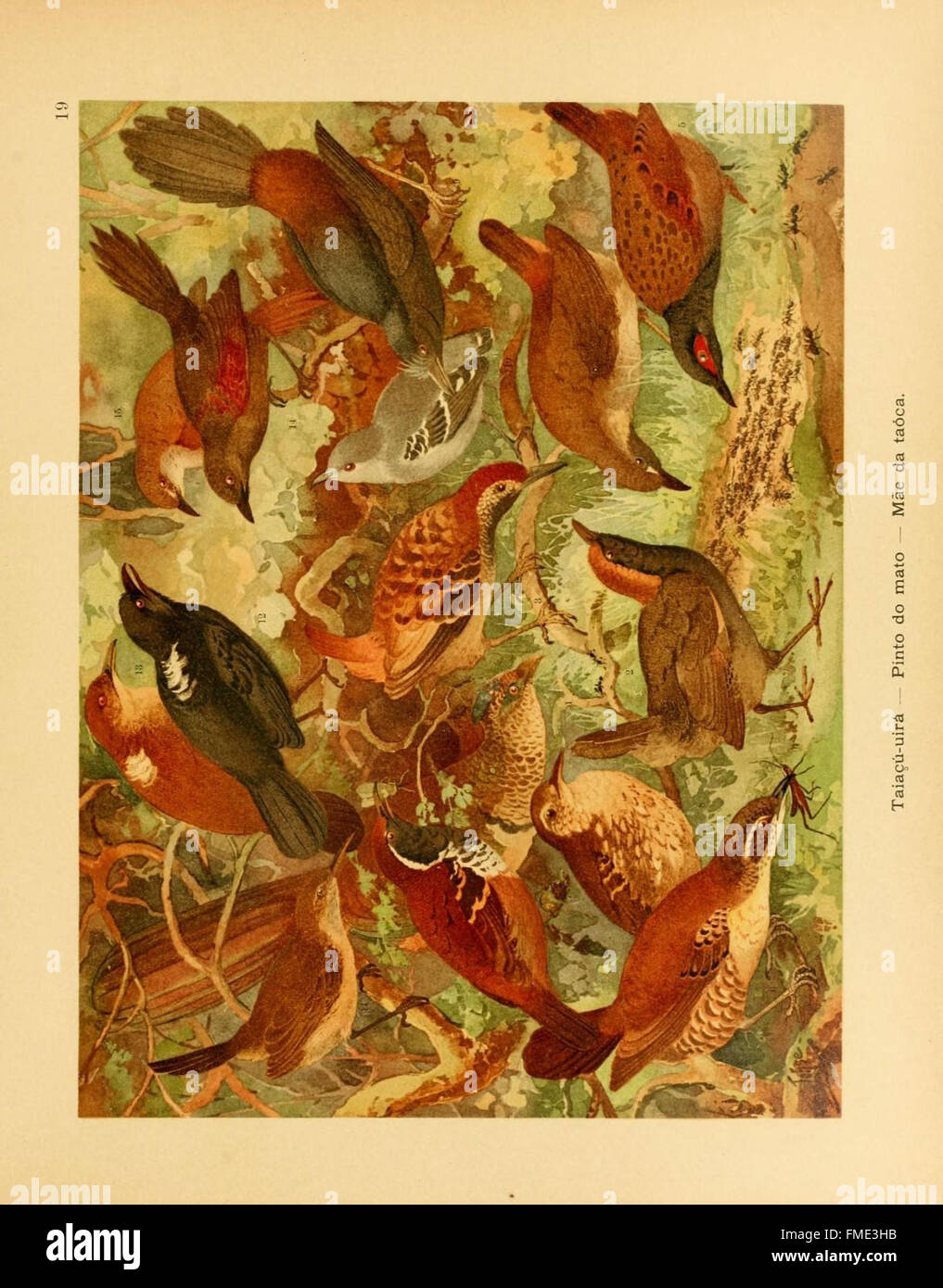 Plate 19 from 'Album de Aves Amazonicas' showcases various bird species ...