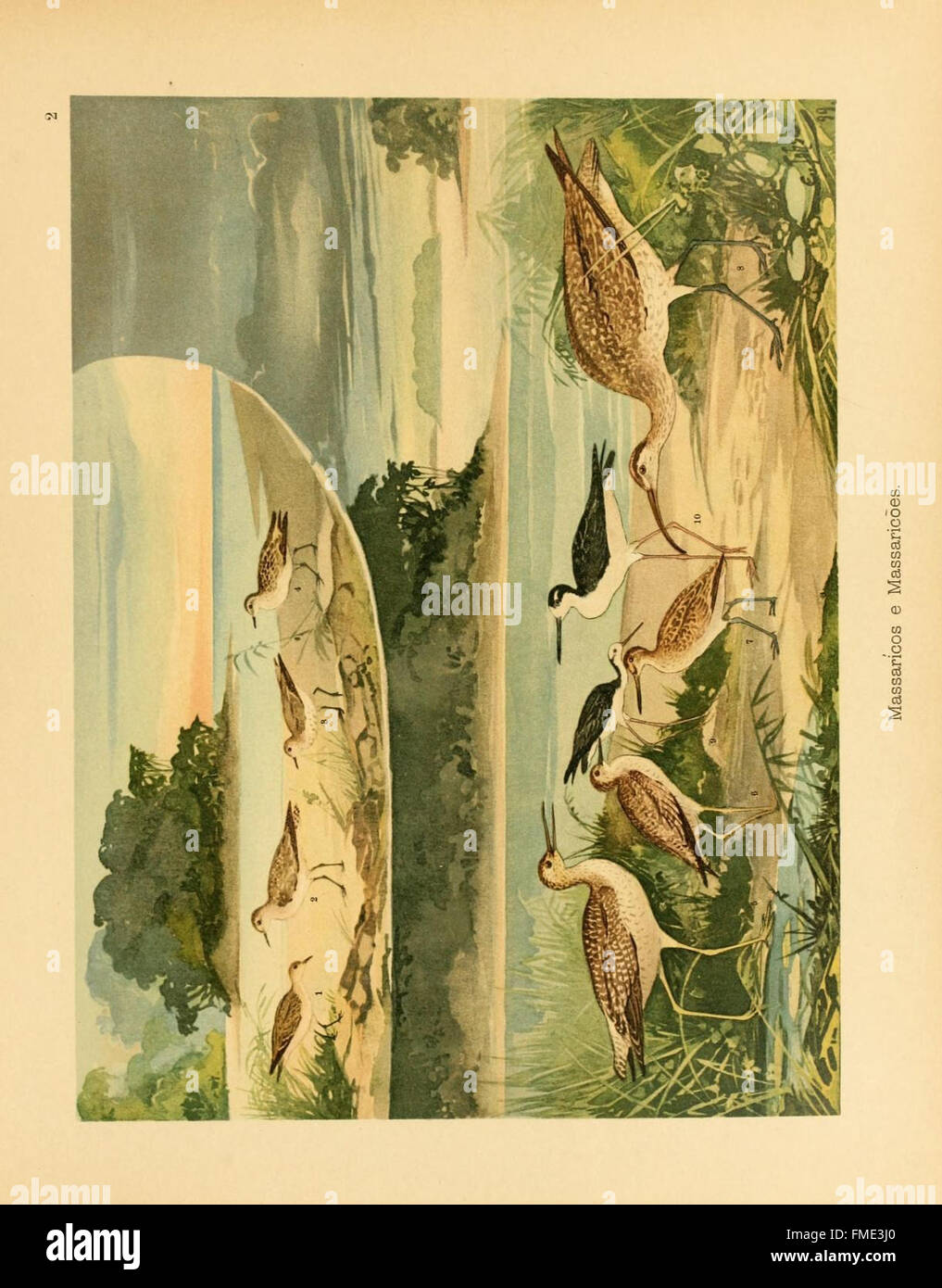 'Album de Aves Amazonicas' is a collection of illustrations showcasing ...
