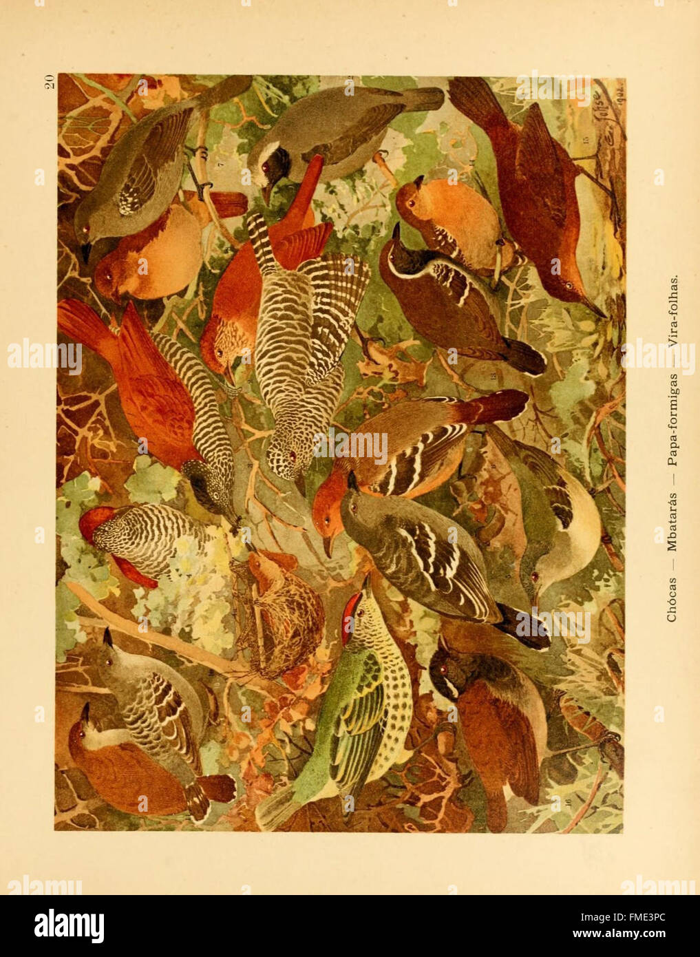 Plate 20 from 'Album de Aves Amazonicas' illustrates a range of ...