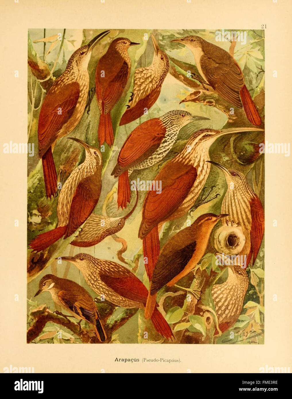 'Album de Aves Amazonicas' Plate 21 features illustrations of bird ...