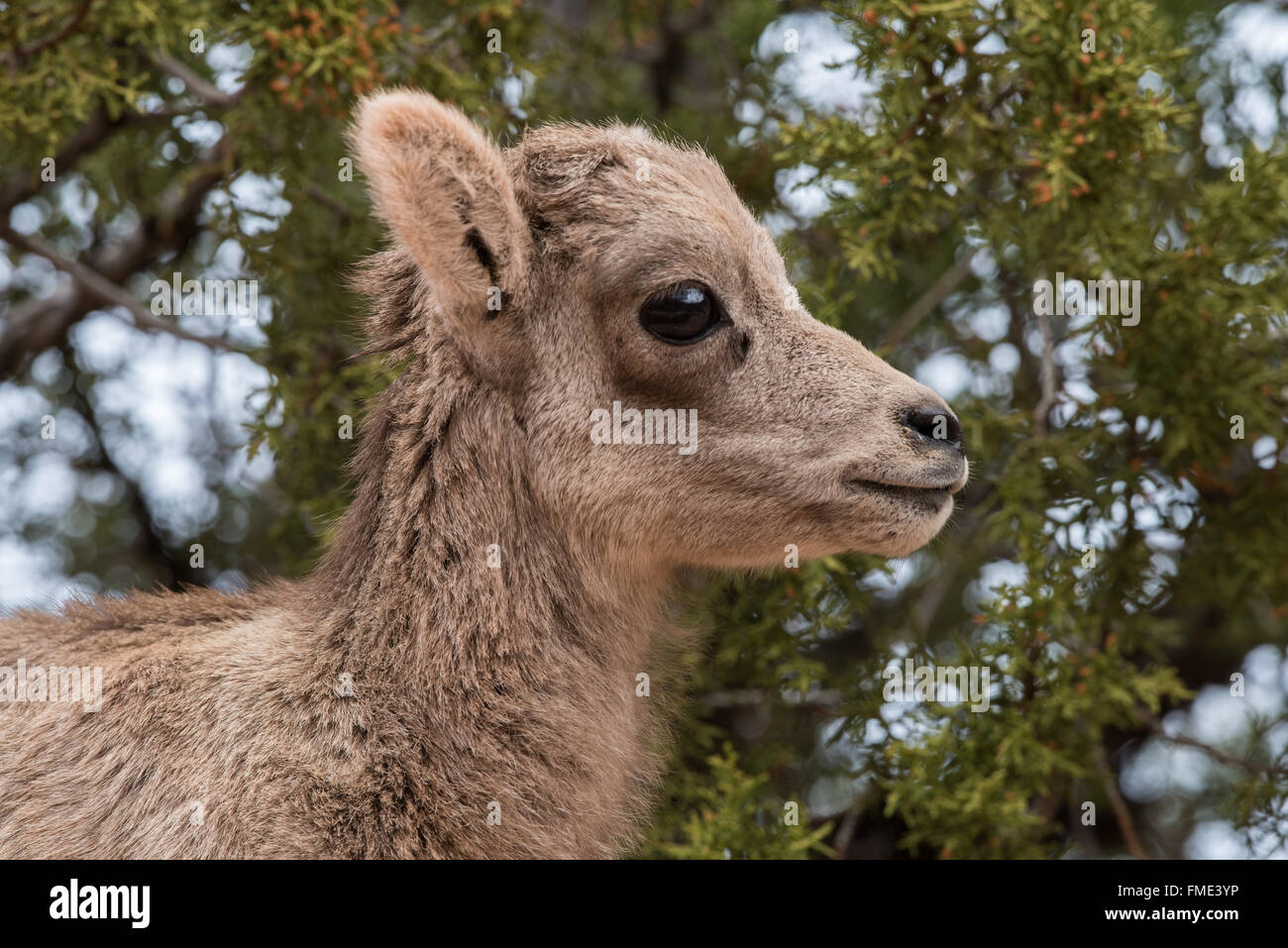 Desert bighorn sheep lamb, Zion National Park, Utah Stock Photo - Alamy