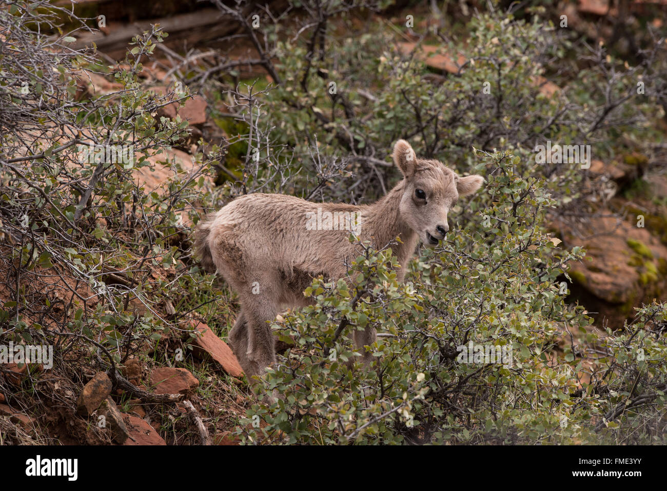 Desert bighorn sheep lamb, Zion National Park, Utah Stock Photo - Alamy