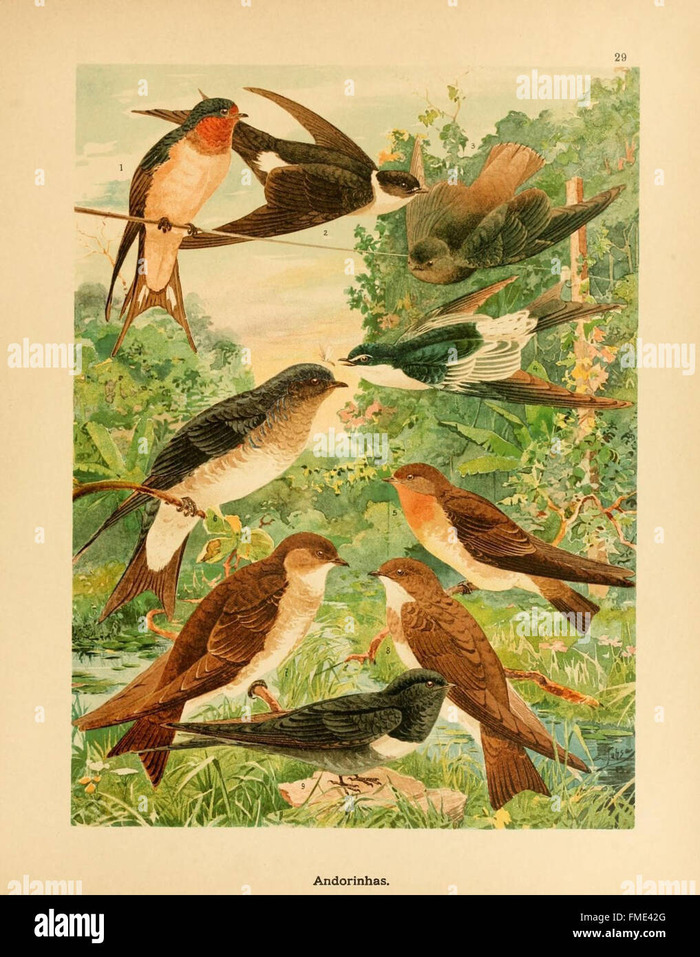 Plate 29 from 'Album de Aves Amazonicas' displays various bird species ...