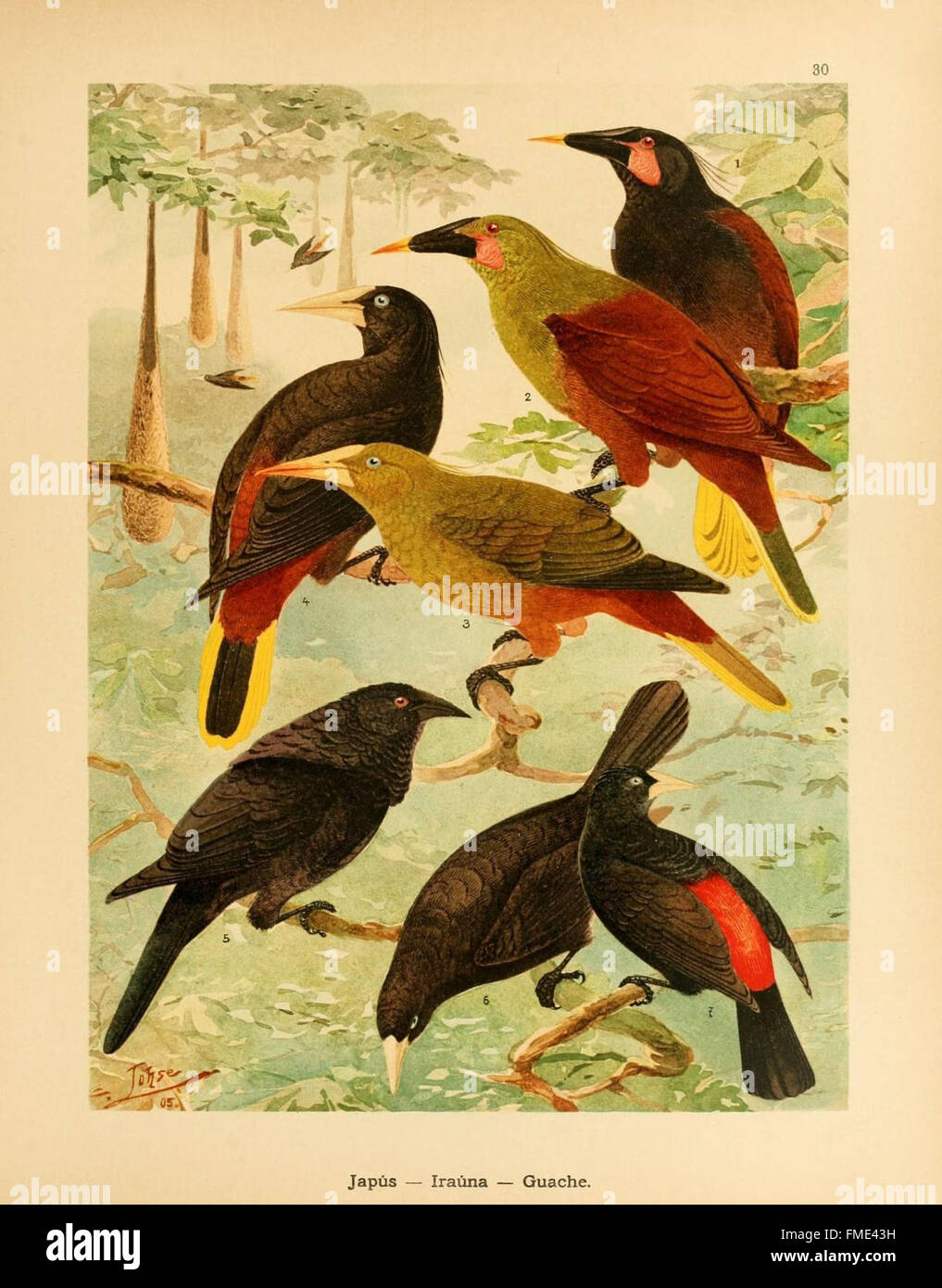 'Album de Aves Amazonicas' (Plate 30) features detailed illustrations ...