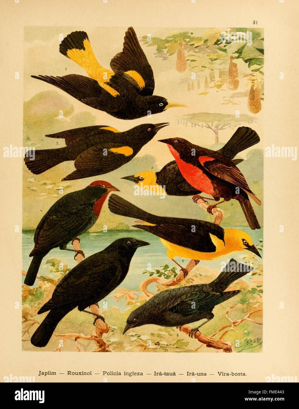 Plate 31 from *Album de Aves Amazonicas* showcases bird species from ...