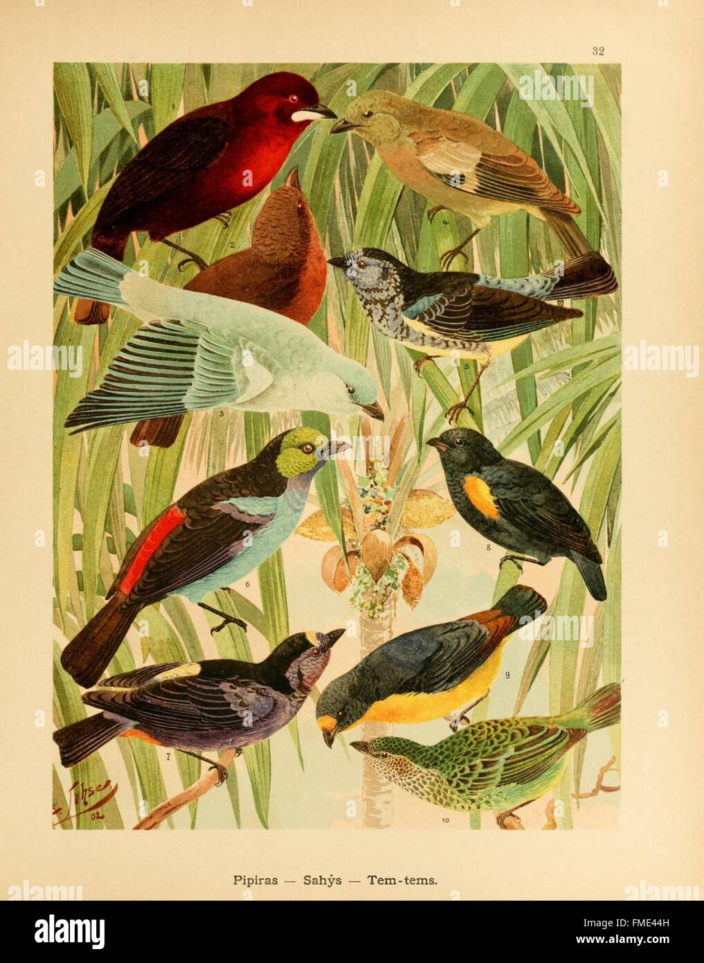 Plate 32 from the 'Album de aves amazonicas' depicting various species ...