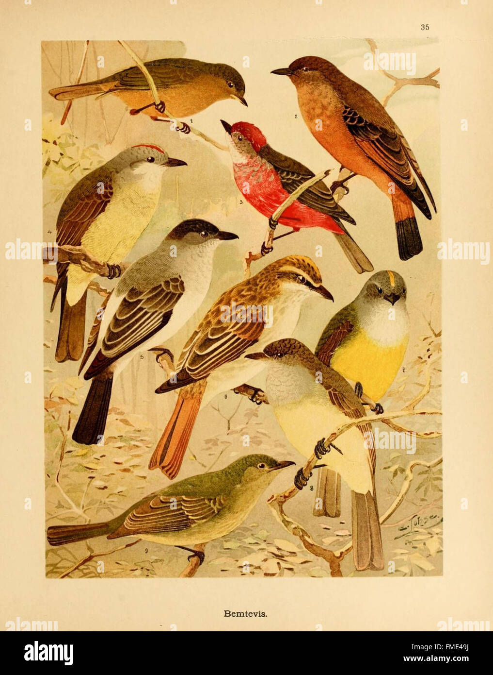 Plate 35 from 'Album de Aves Amazonicas' features vibrant illustrations ...