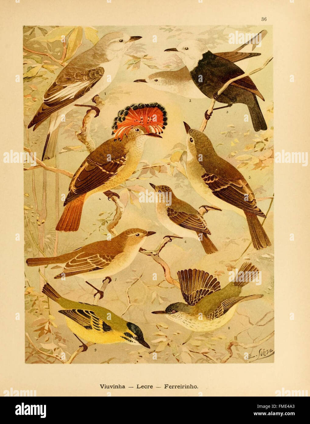 Plate 36 from the 'Album de Aves Amazónicas' illustrates various bird ...