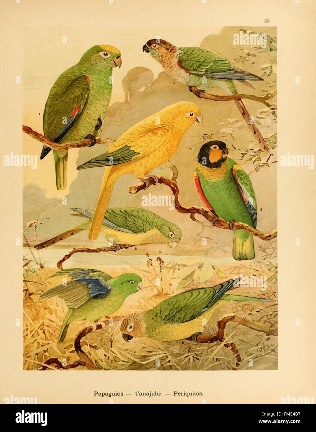 This plate from *Album de Aves Amazonicas* illustrates bird species ...