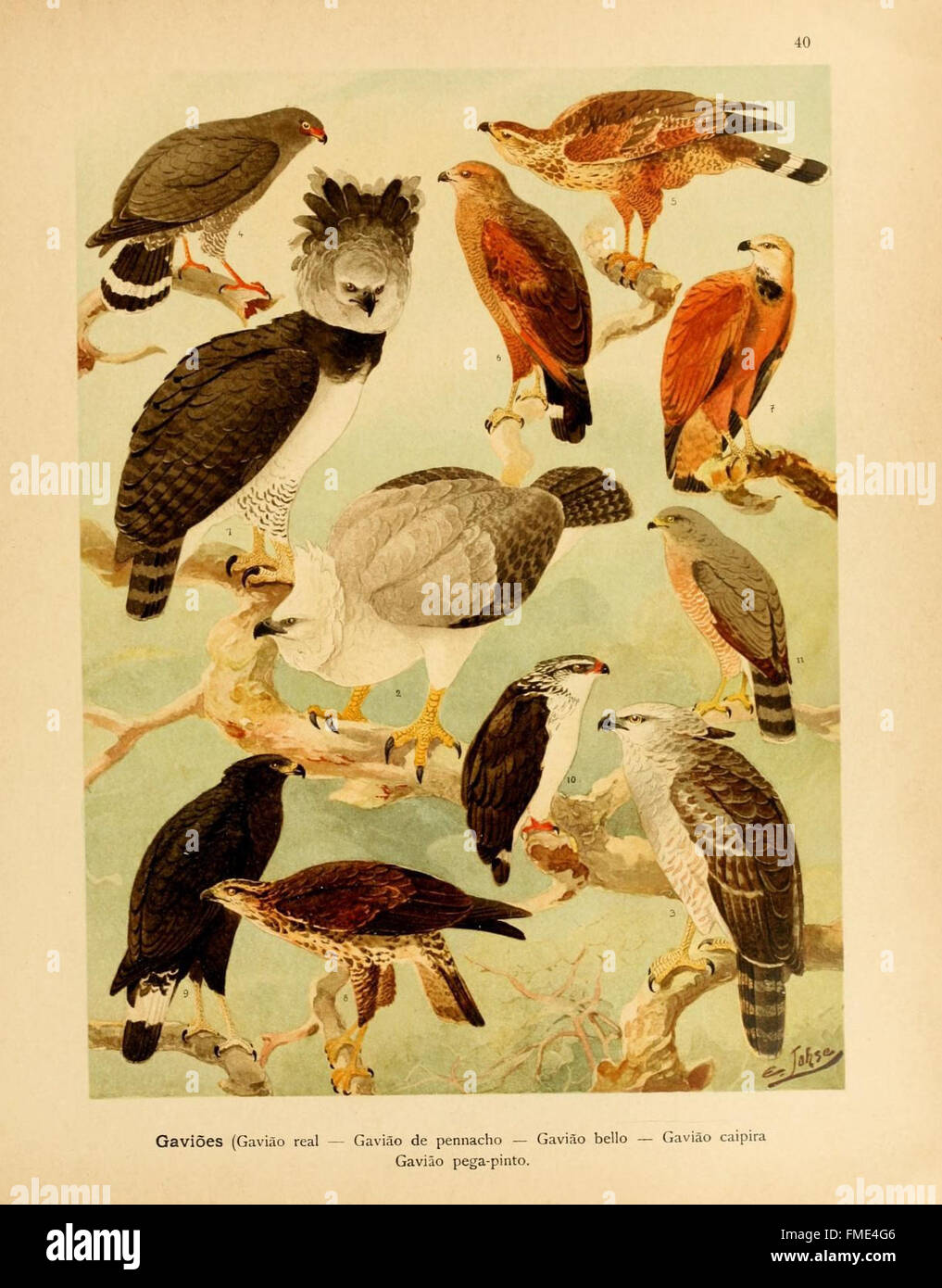 'Album de Aves Amazônicas' features illustrations of bird species found ...