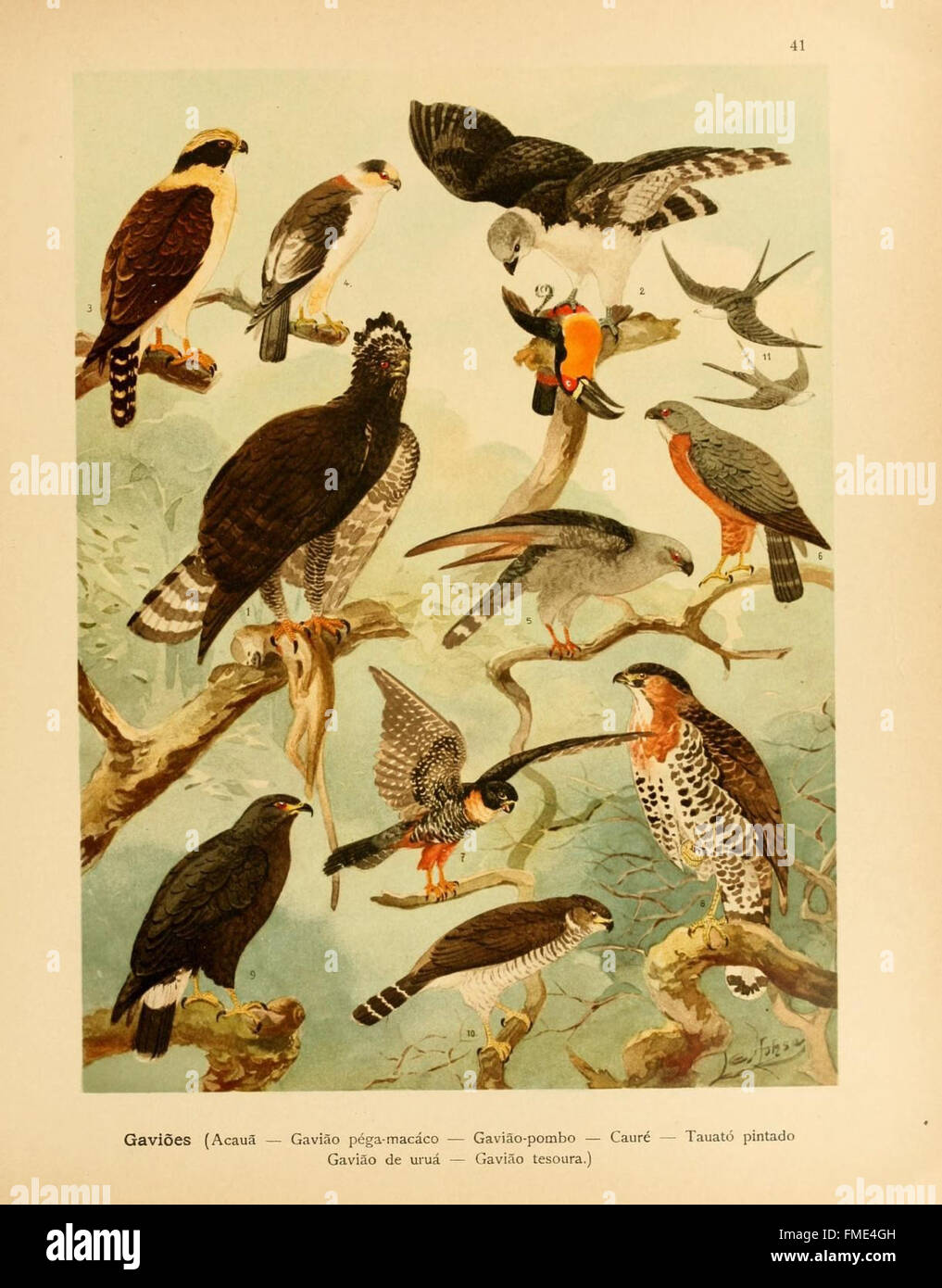This plate from the *Album de Aves Amazonicas* features detailed ...