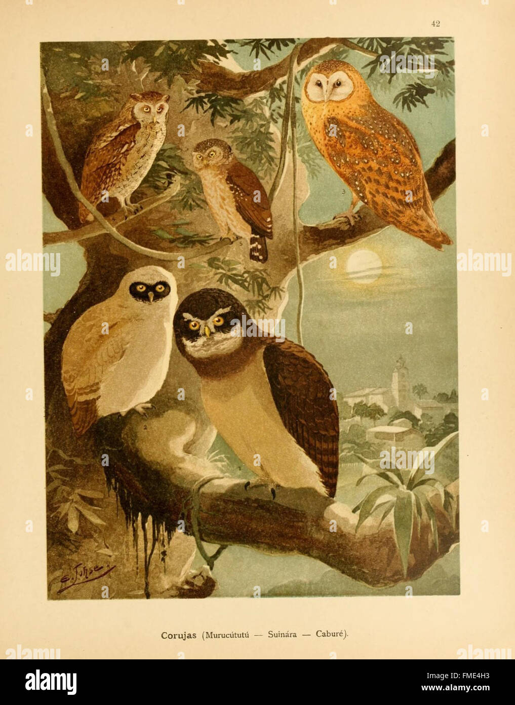 This plate from the 'Album de aves amazonicas' depicts various bird ...