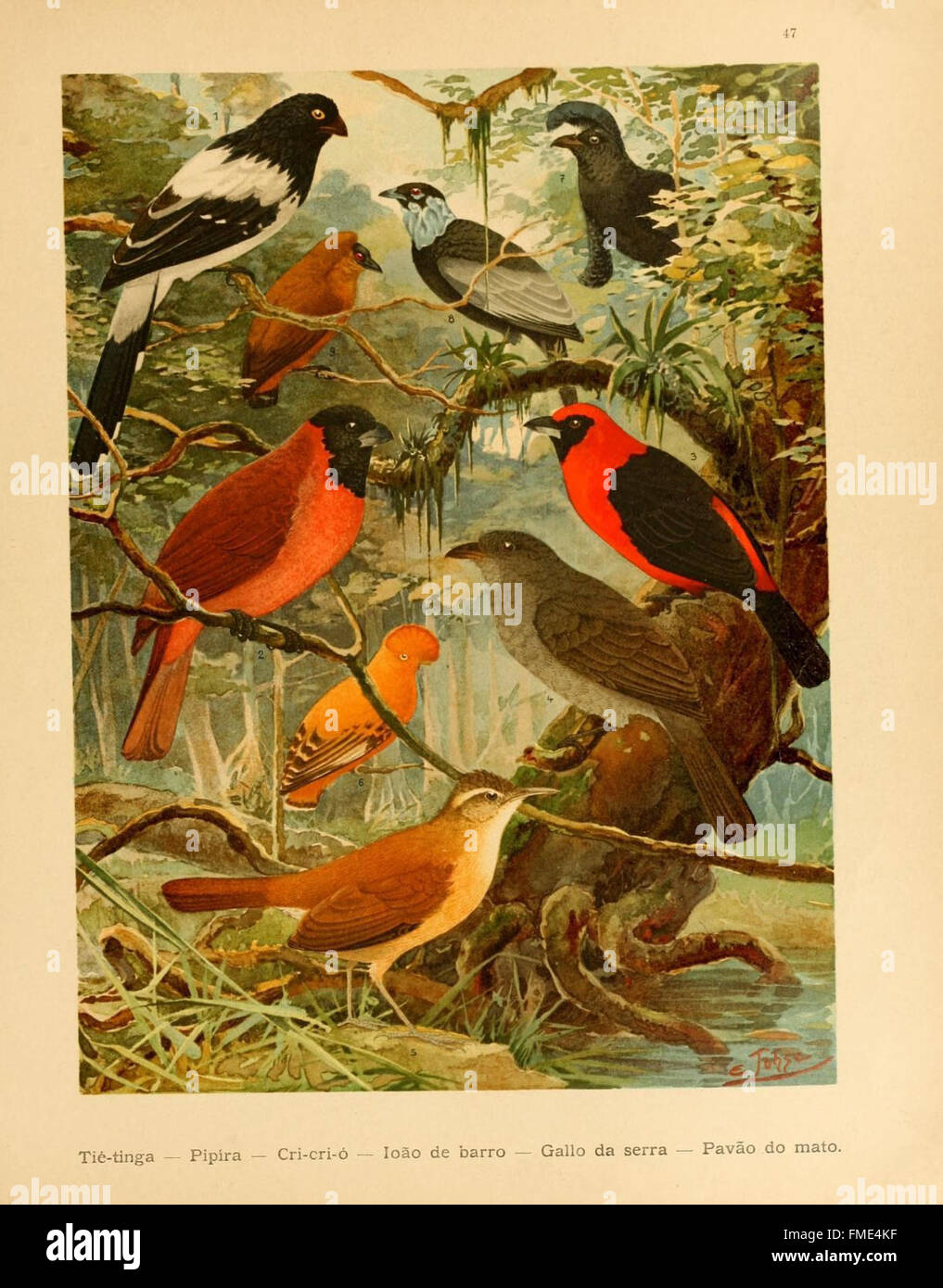 Plate 47 from 'Album de Aves Amazónicas' showcases various species of ...