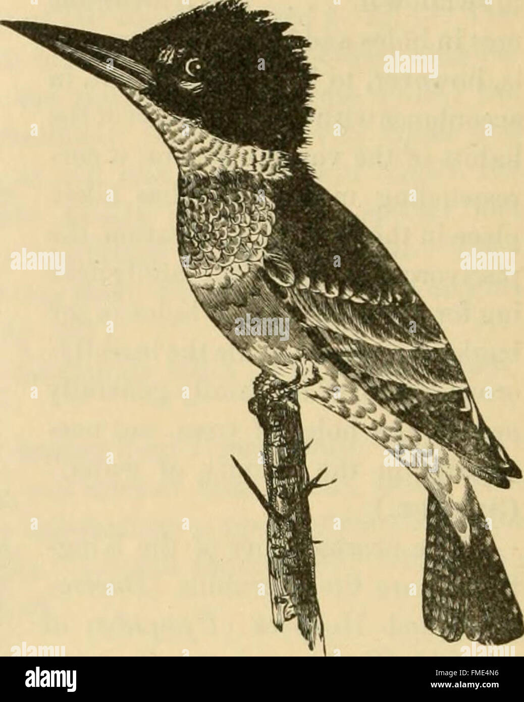 This key provides detailed descriptions and classifications of every ...