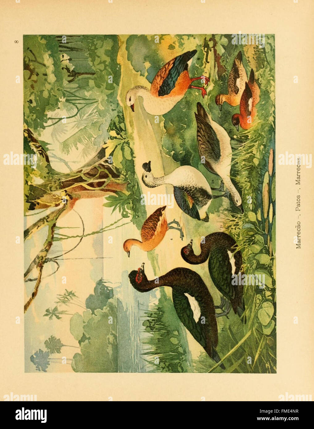 This plate from the Album de Aves Amazonicas features a variety of bird ...