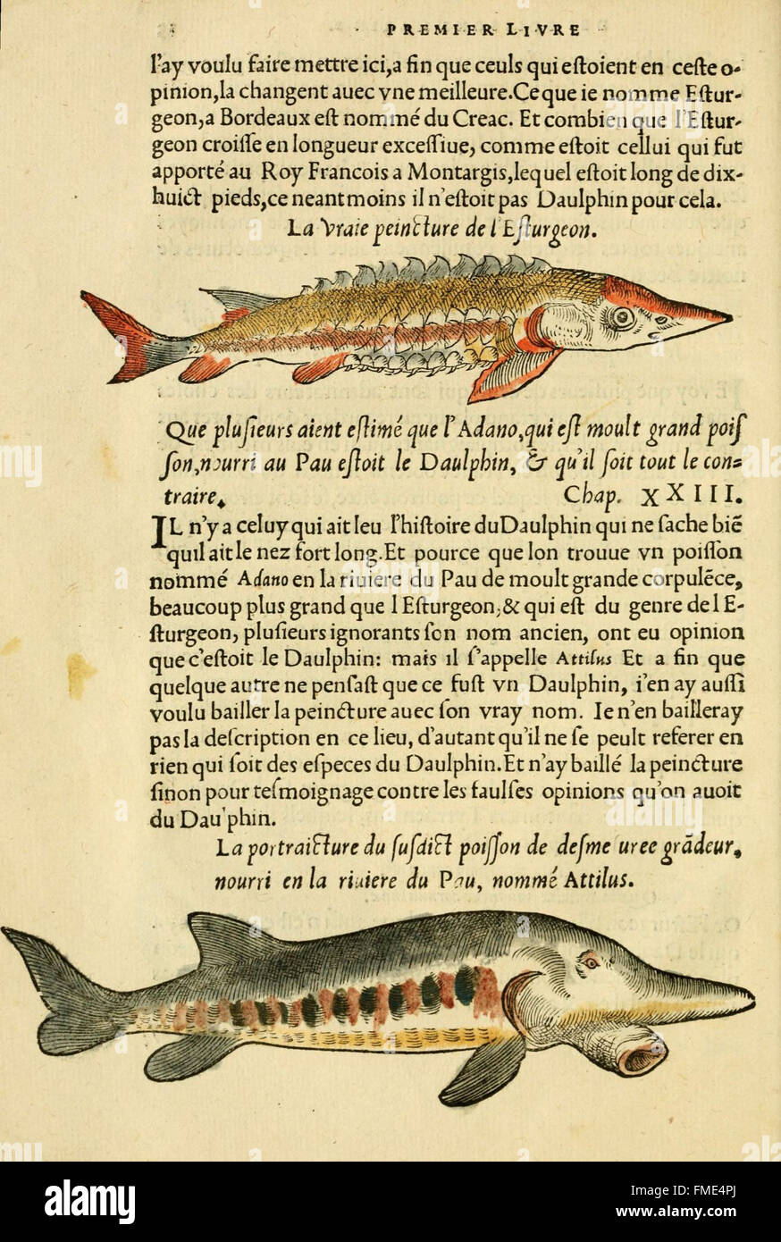 This plate from *L'histoire naturelle des estranges poissons marins ...