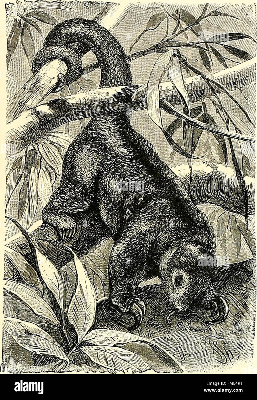 'All About Animals' (1900) compiles a collection of facts, stories, and ...