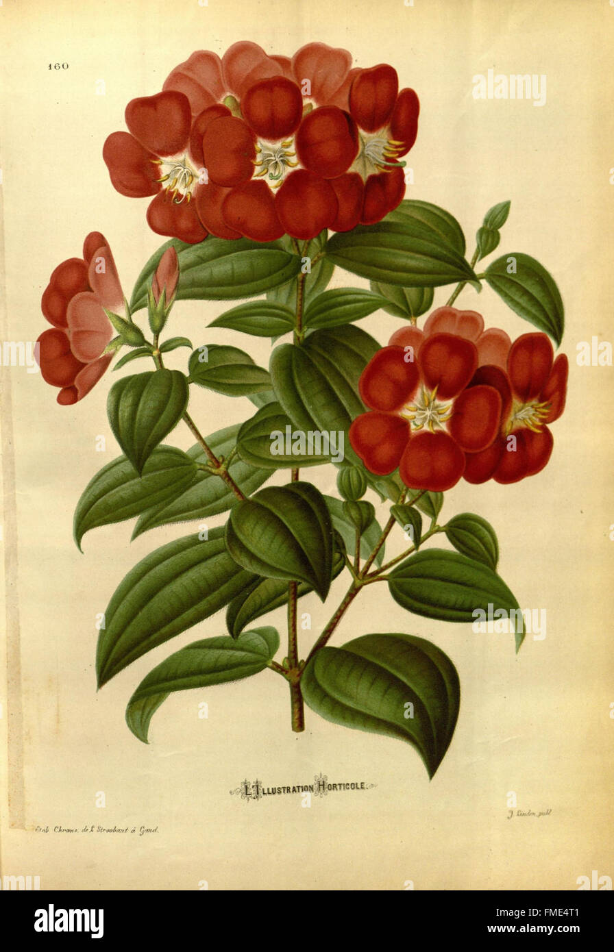 'L'Illustration Horticole' is a French horticultural journal renowned ...